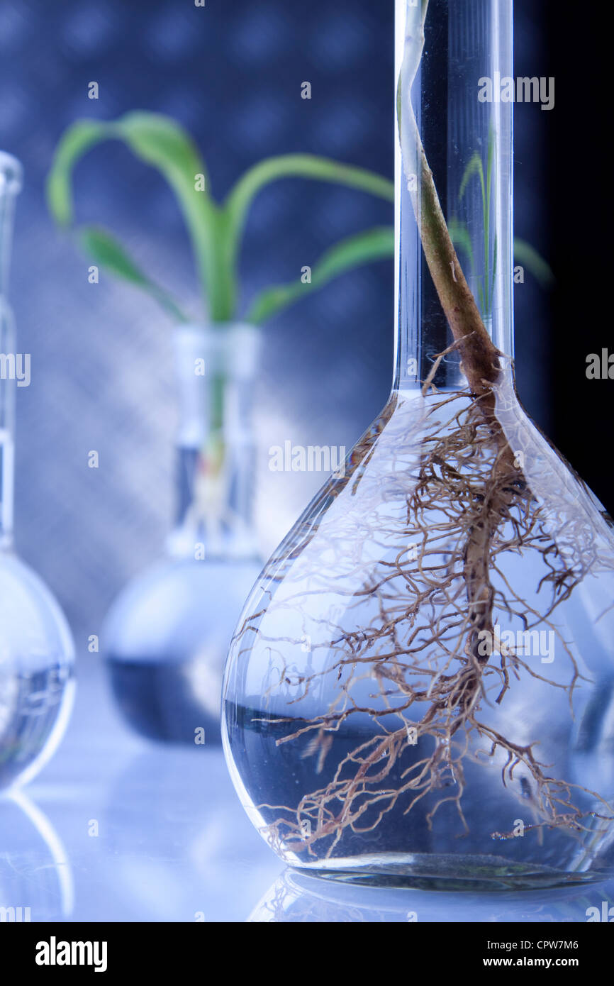 Plants in laboratory Stock Photo - Alamy