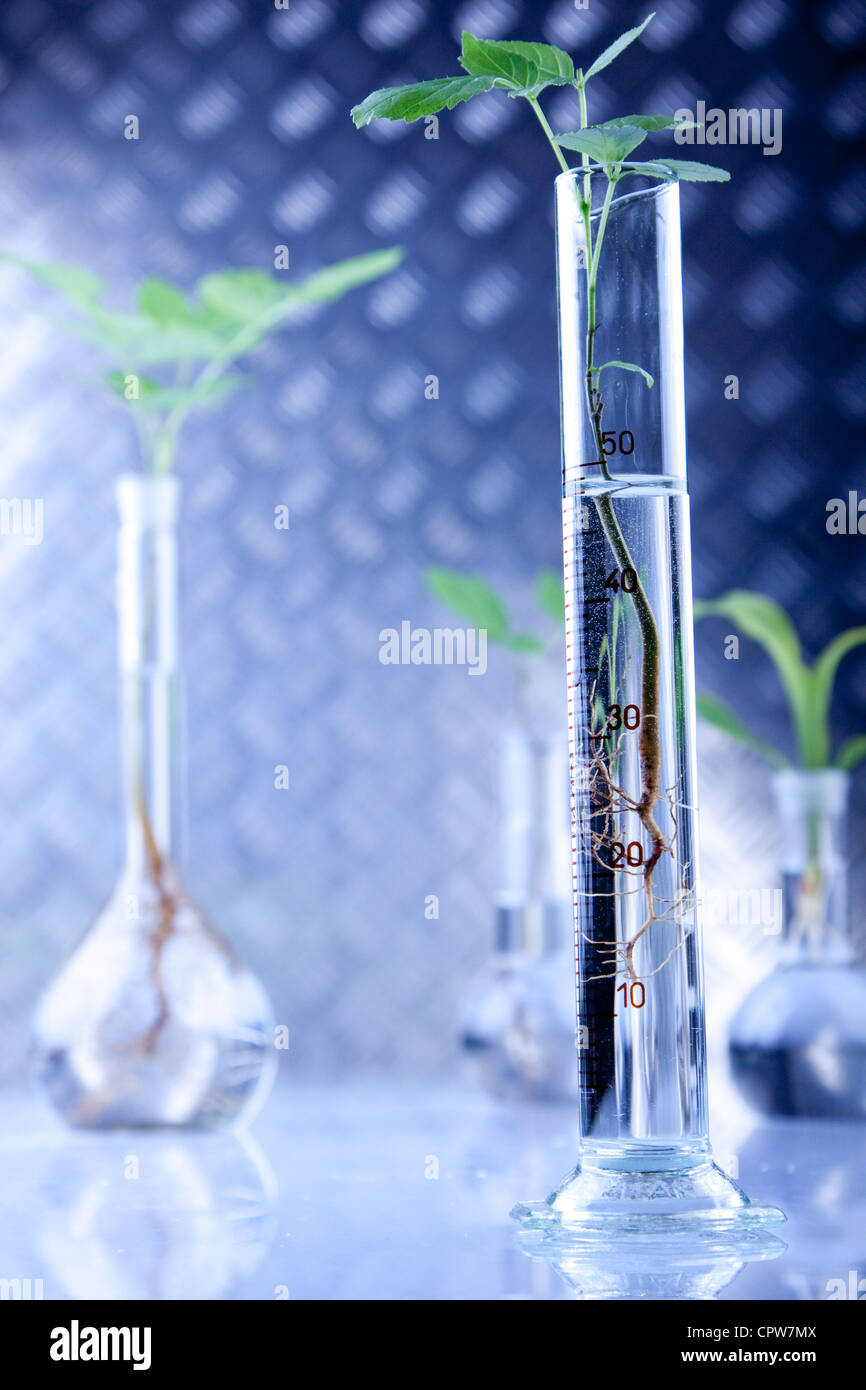 Plants in laboratory Stock Photo - Alamy