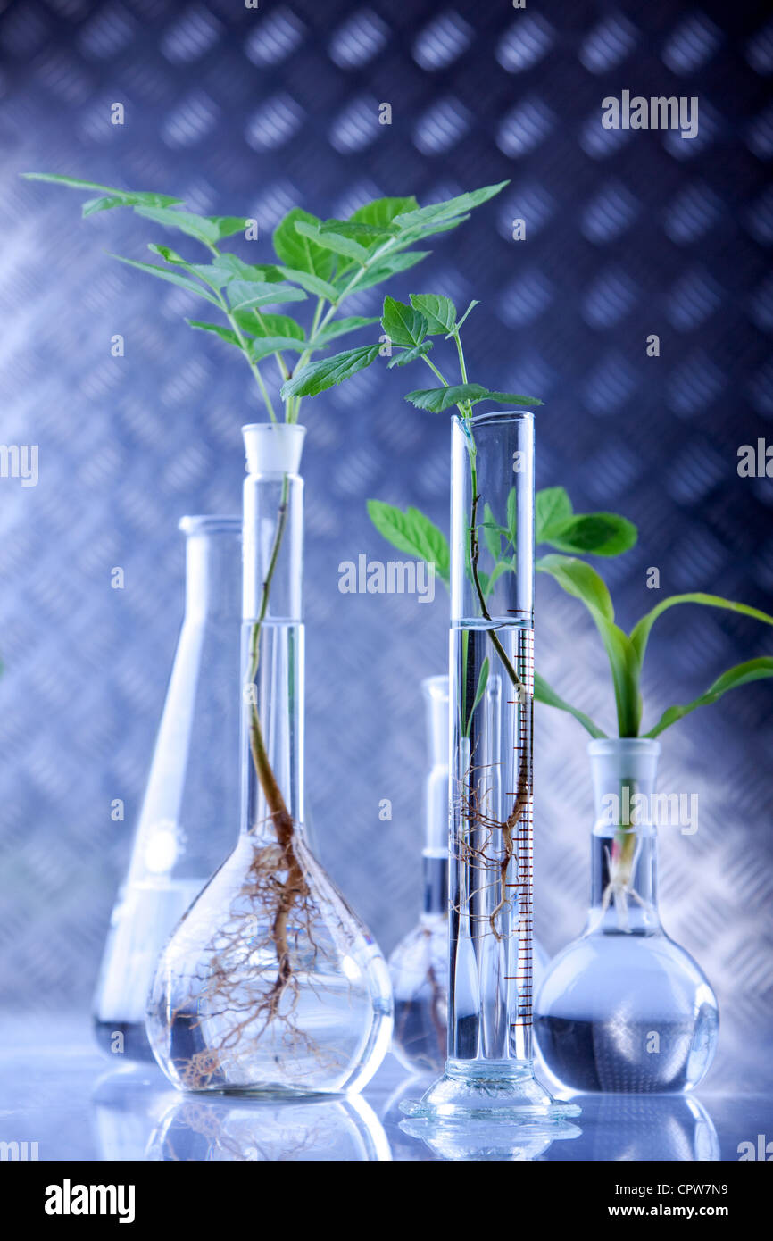 Plants in laboratory Stock Photo - Alamy