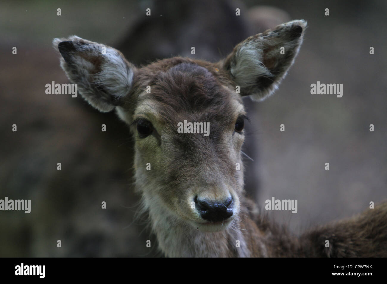 Seeka he hi-res stock photography and images - Alamy