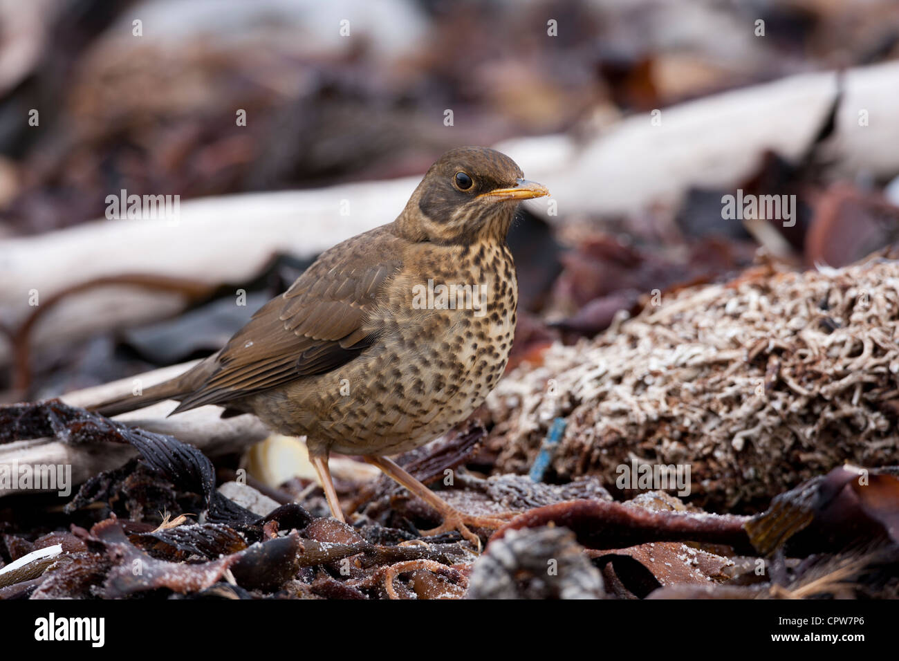 Austral Thrush (Turdus falcklandii falcklandii), Falkland subspecies ...