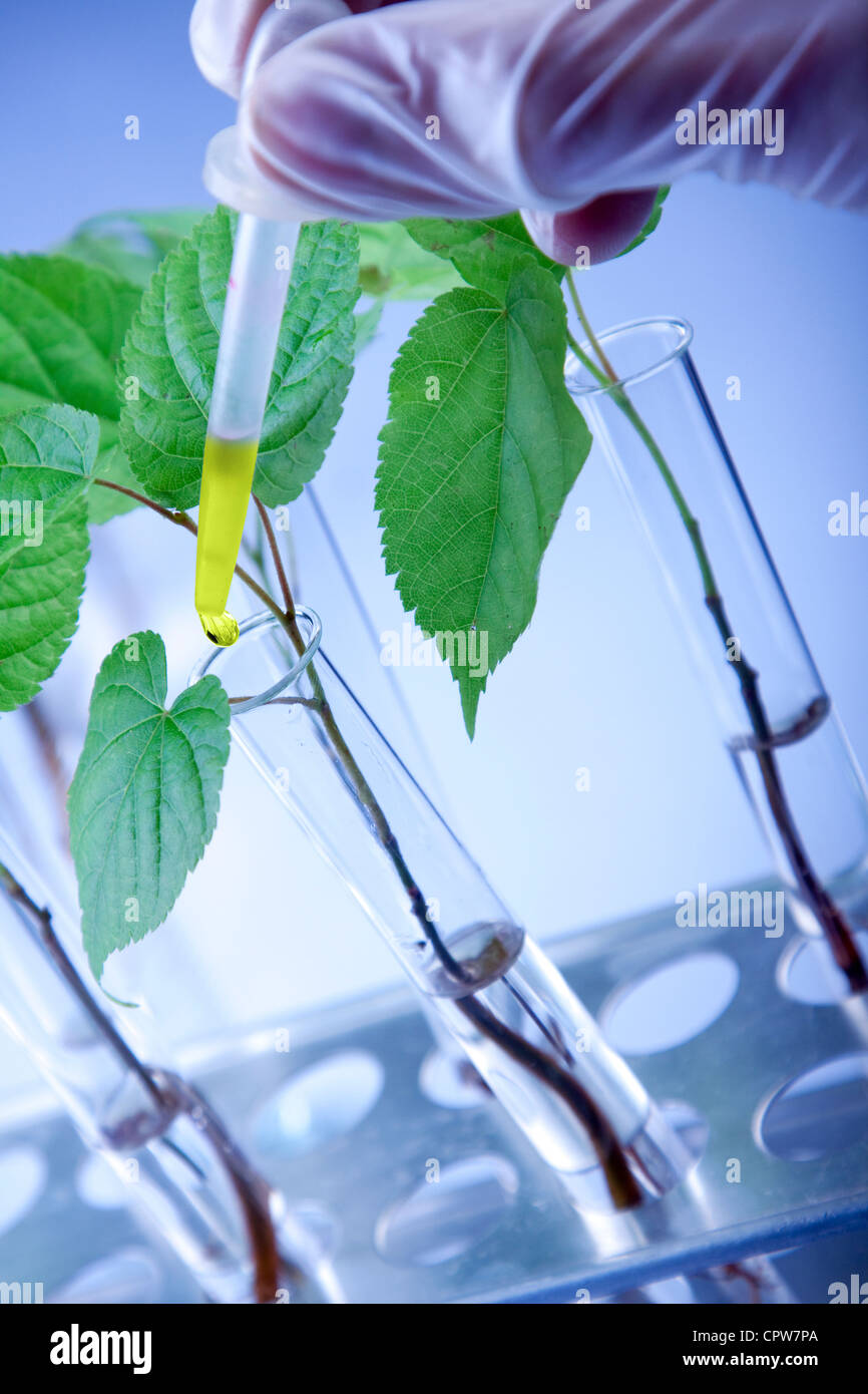 Plants in laboratory Stock Photo - Alamy