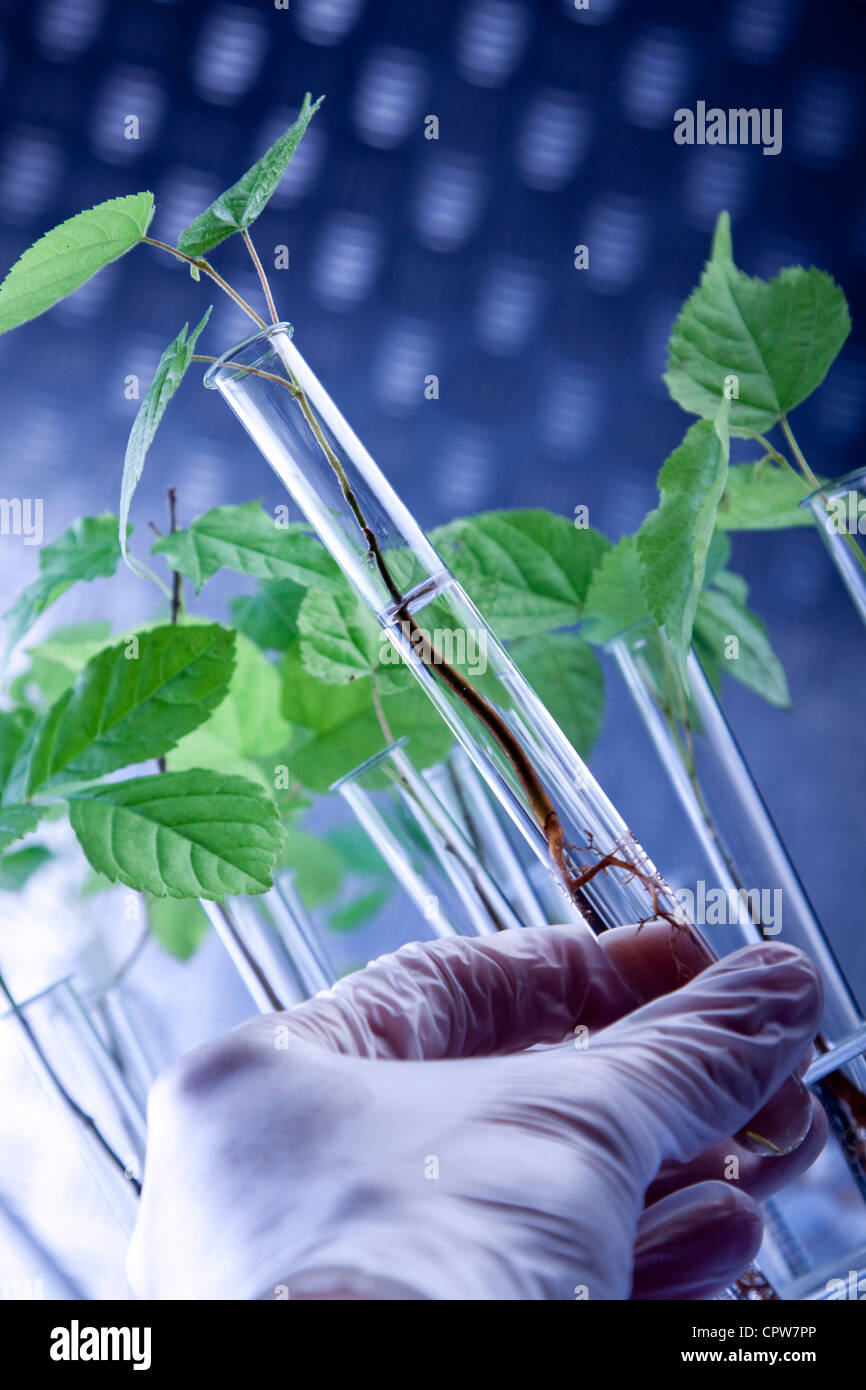 Plants in laboratory Stock Photo - Alamy
