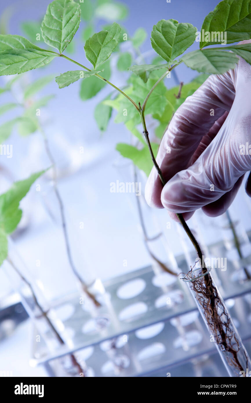 Plants in laboratory Stock Photo - Alamy