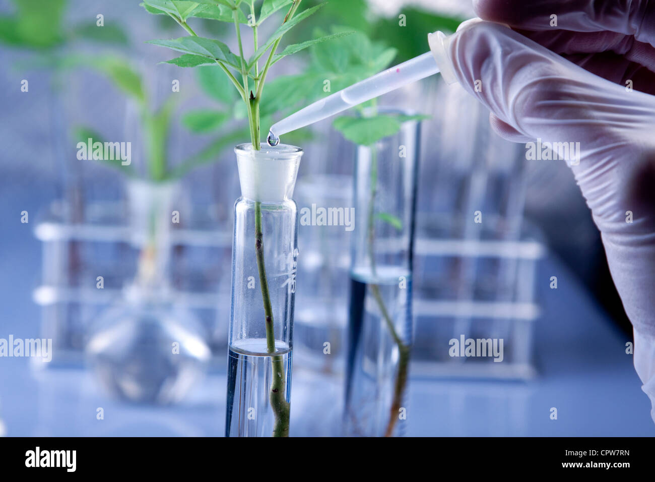 Plants in laboratory Stock Photo - Alamy