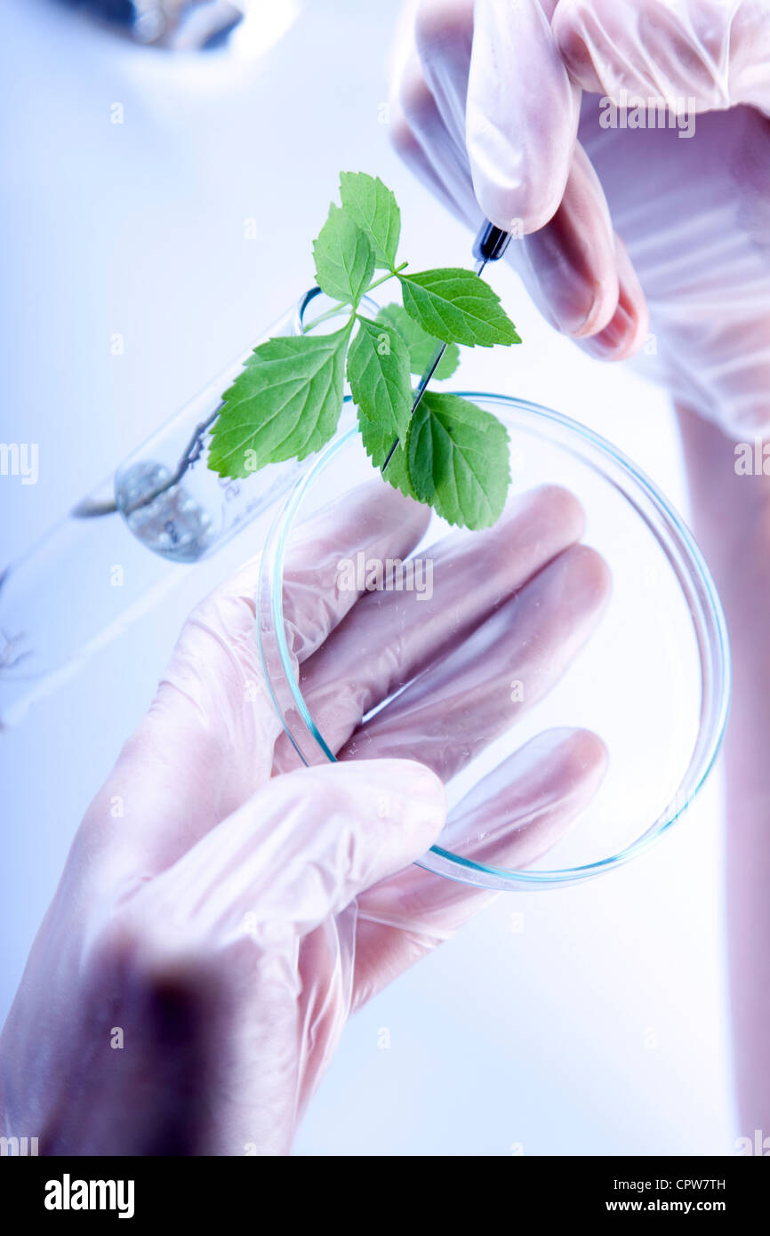 Plants in laboratory Stock Photo - Alamy