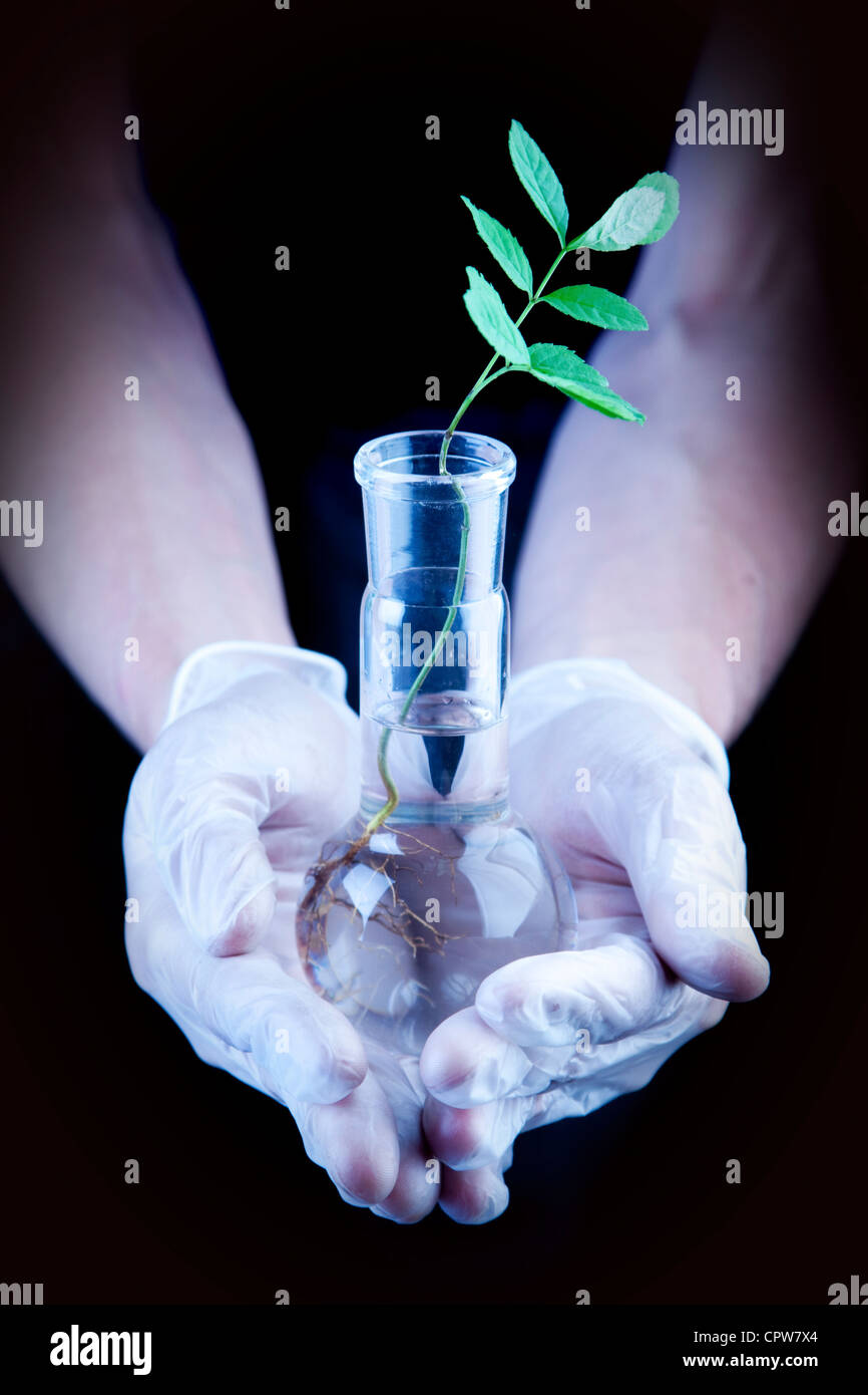 Plants in laboratory Stock Photo - Alamy