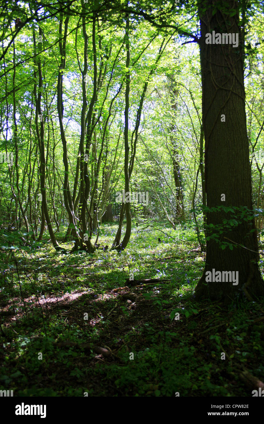 Hamstreet hi-res stock photography and images - Alamy