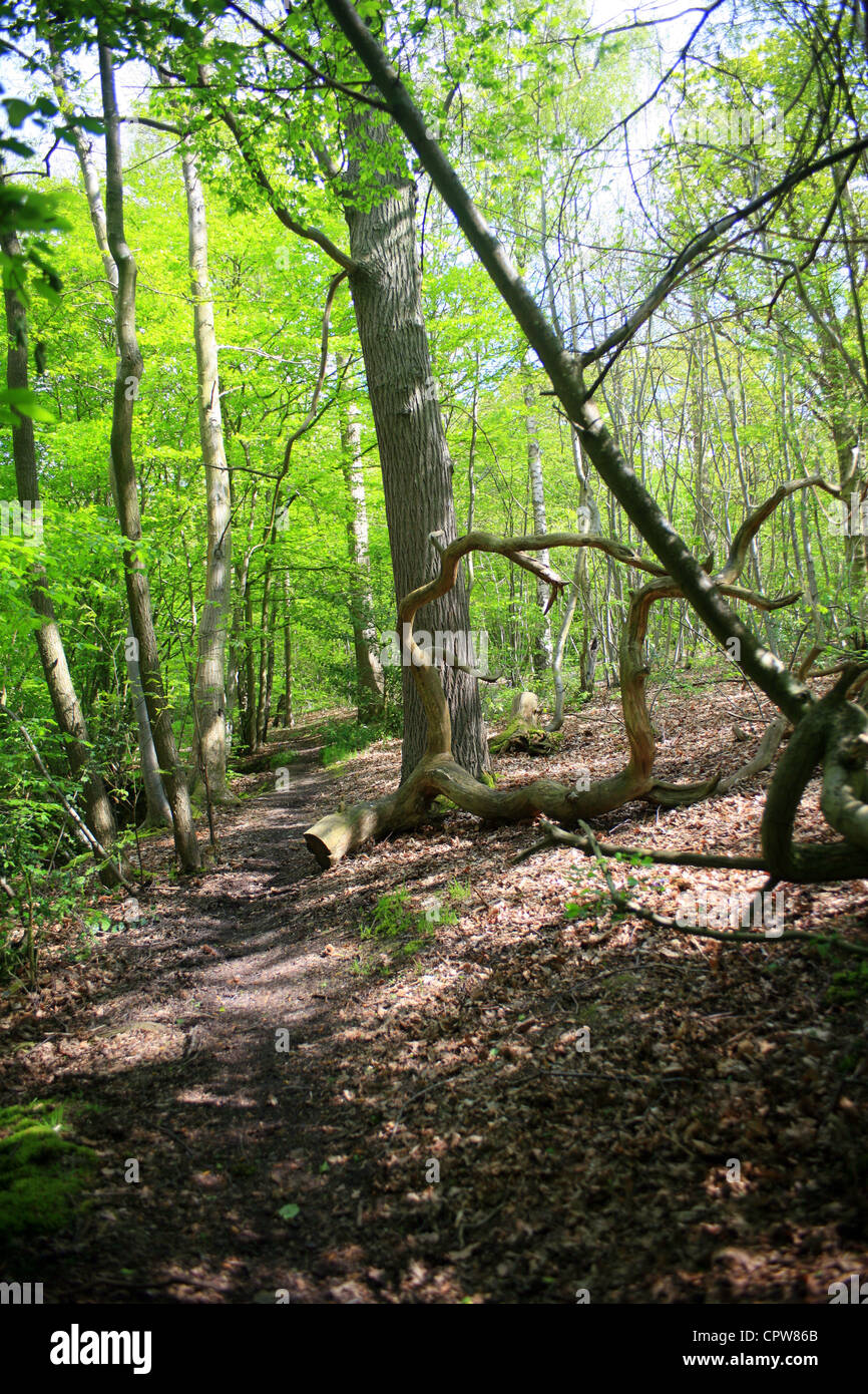 Hamstreet hi-res stock photography and images - Alamy