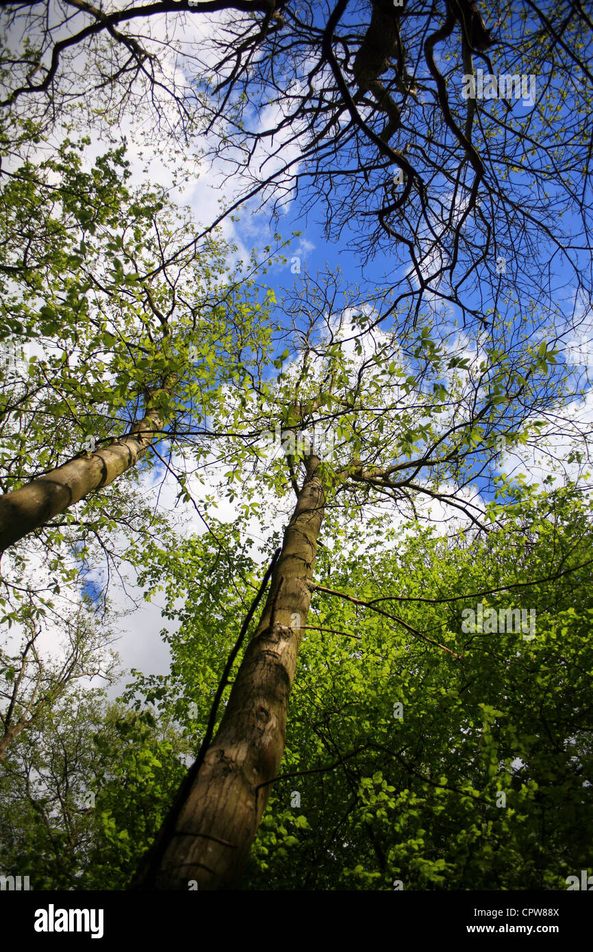 Carter's Wood, Hamstreet, Ashford, Kent, England, United Kingdom Stock ...