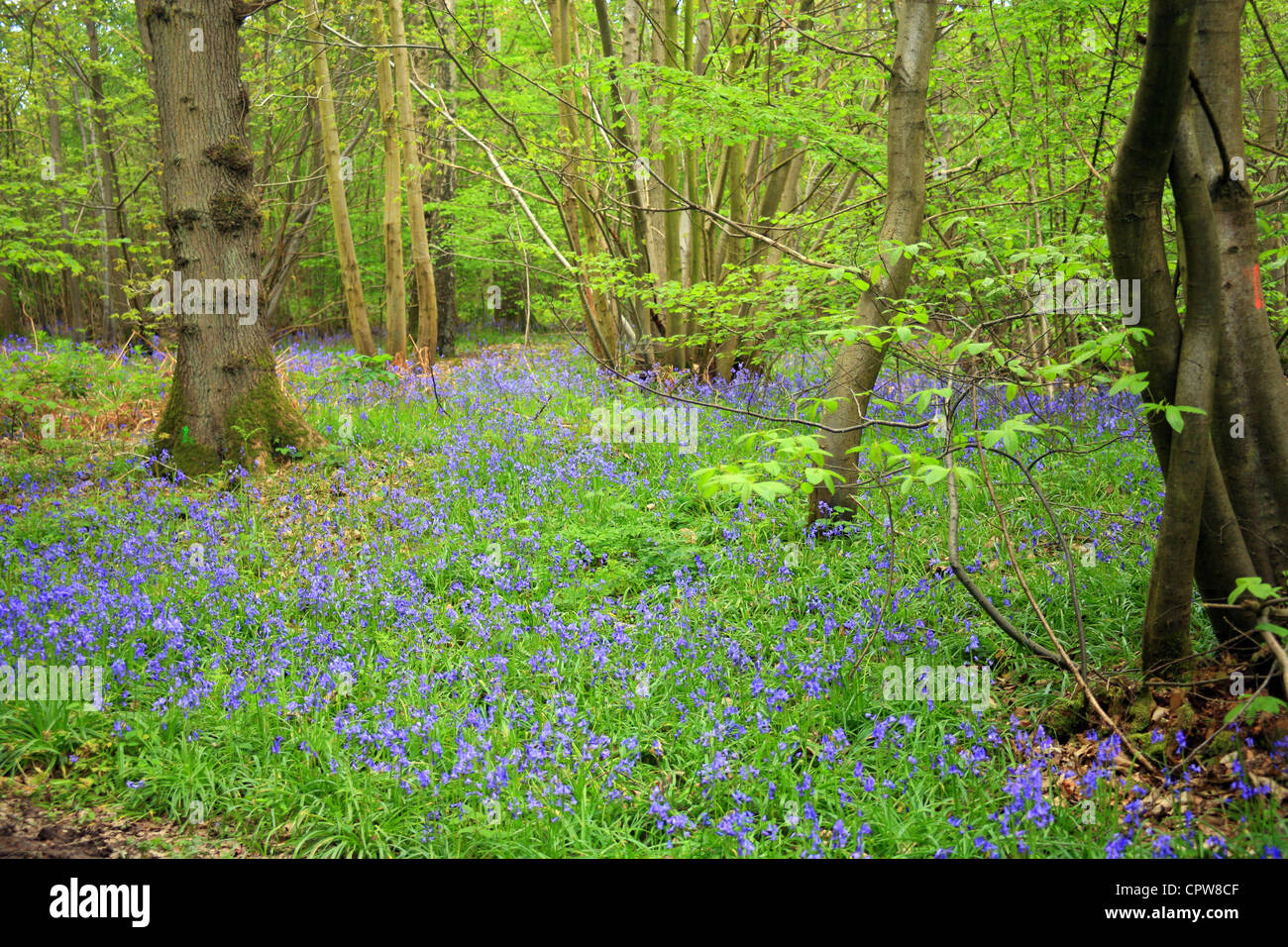 Carter's Wood, Hamstreet, Ashford, Kent, England, United Kingdom Stock ...