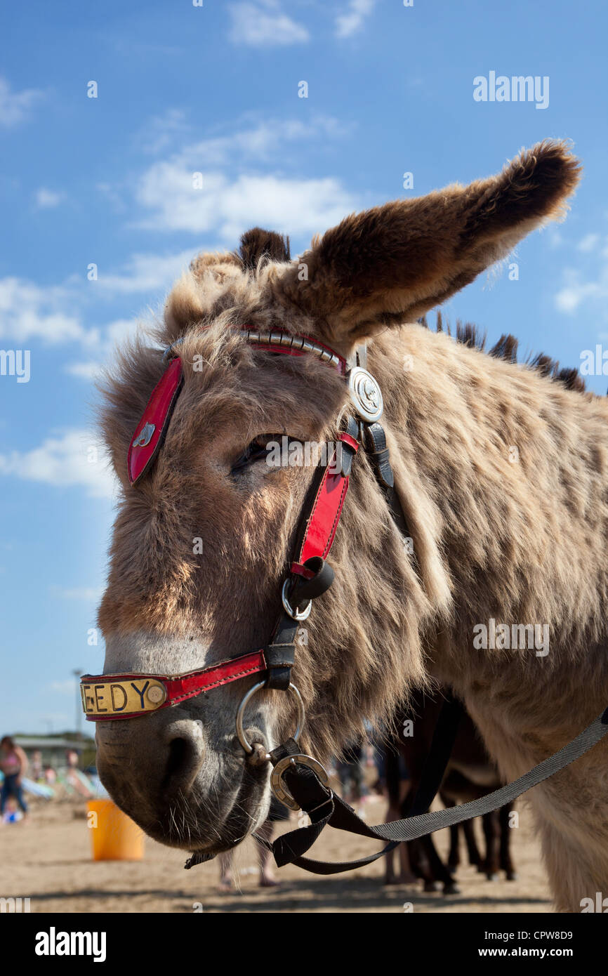 Donkey on Beach at Weston Super Mare Stock Photo - Alamy