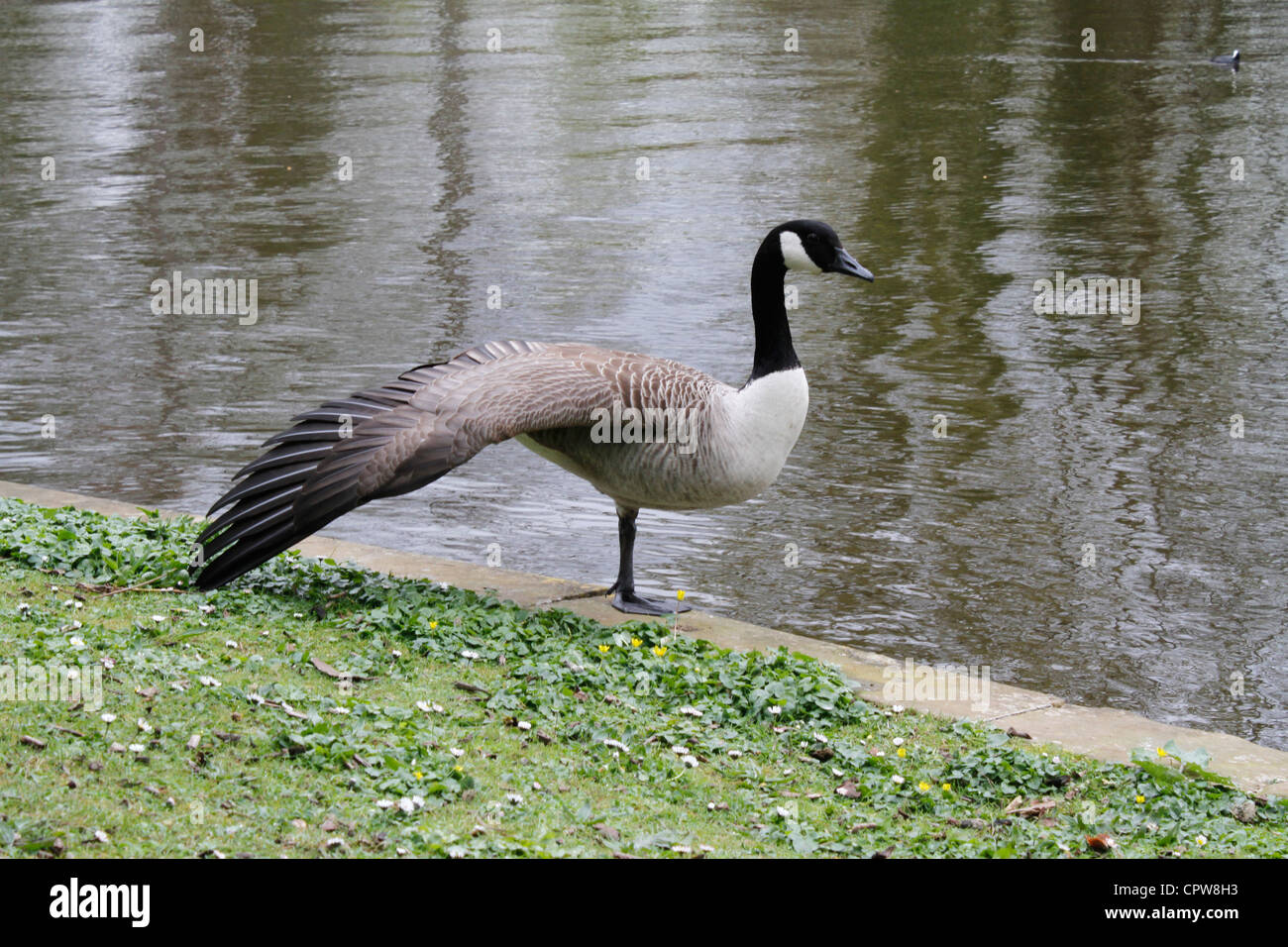 Canadian goose displaying wing Stock Photo - Alamy