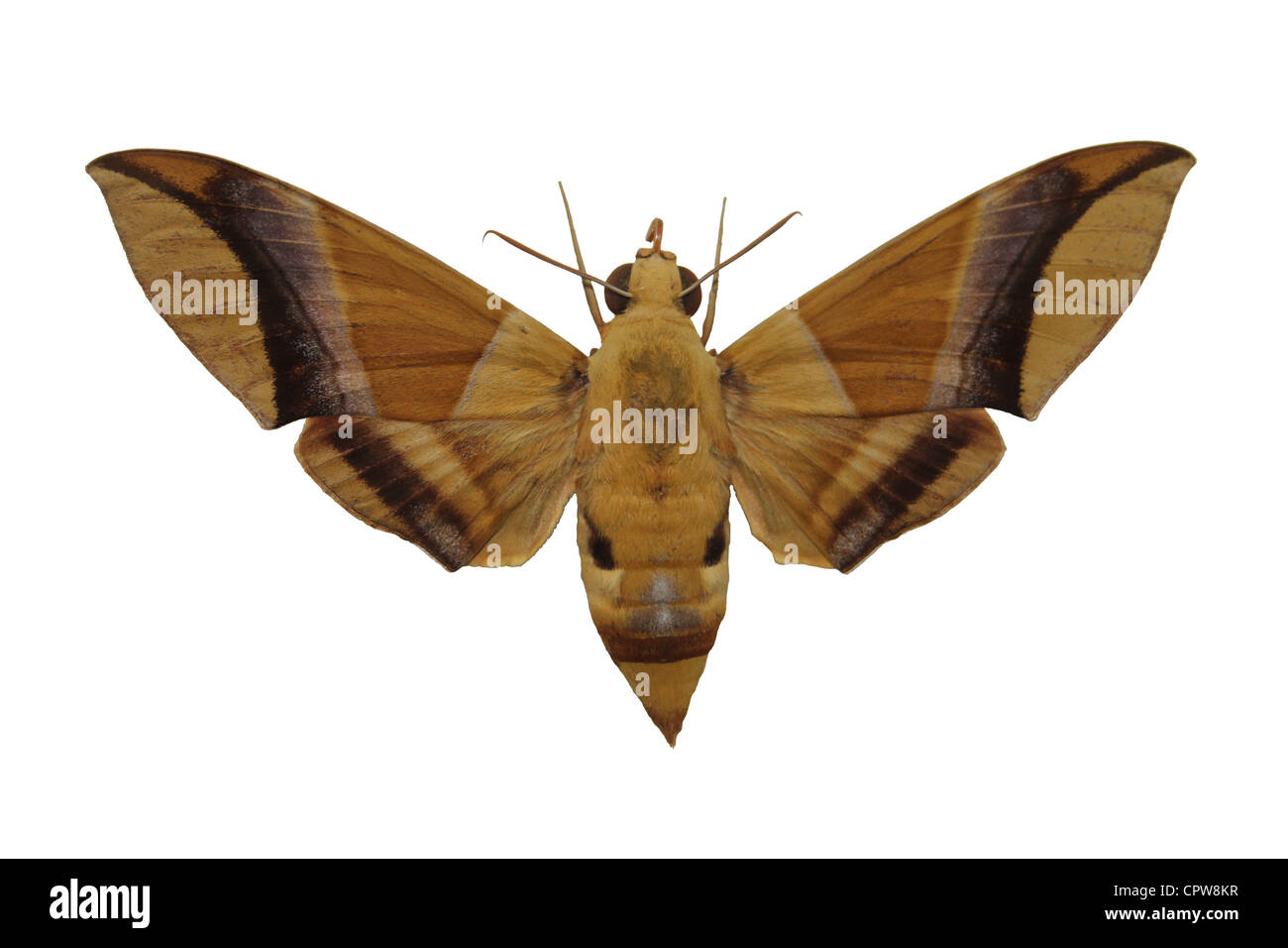 Hawk Moth Cut-out Stock Photo - Alamy
