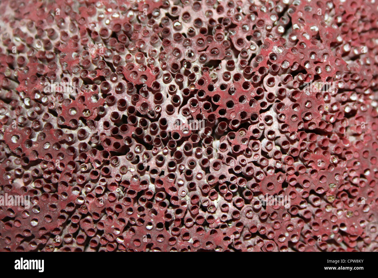 Organ Pipe Coral Tubipora musica Stock Photo - Alamy