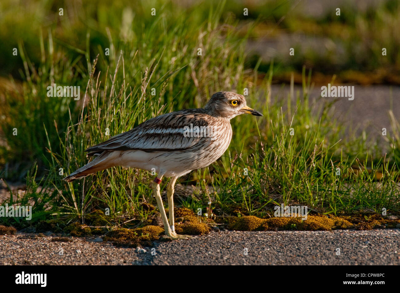 Stone Curlew(Burhinus oedicnemus Stock Photo - Alamy