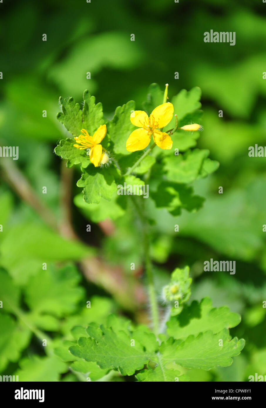 Greater celandine (Chelidonium majus Stock Photo - Alamy
