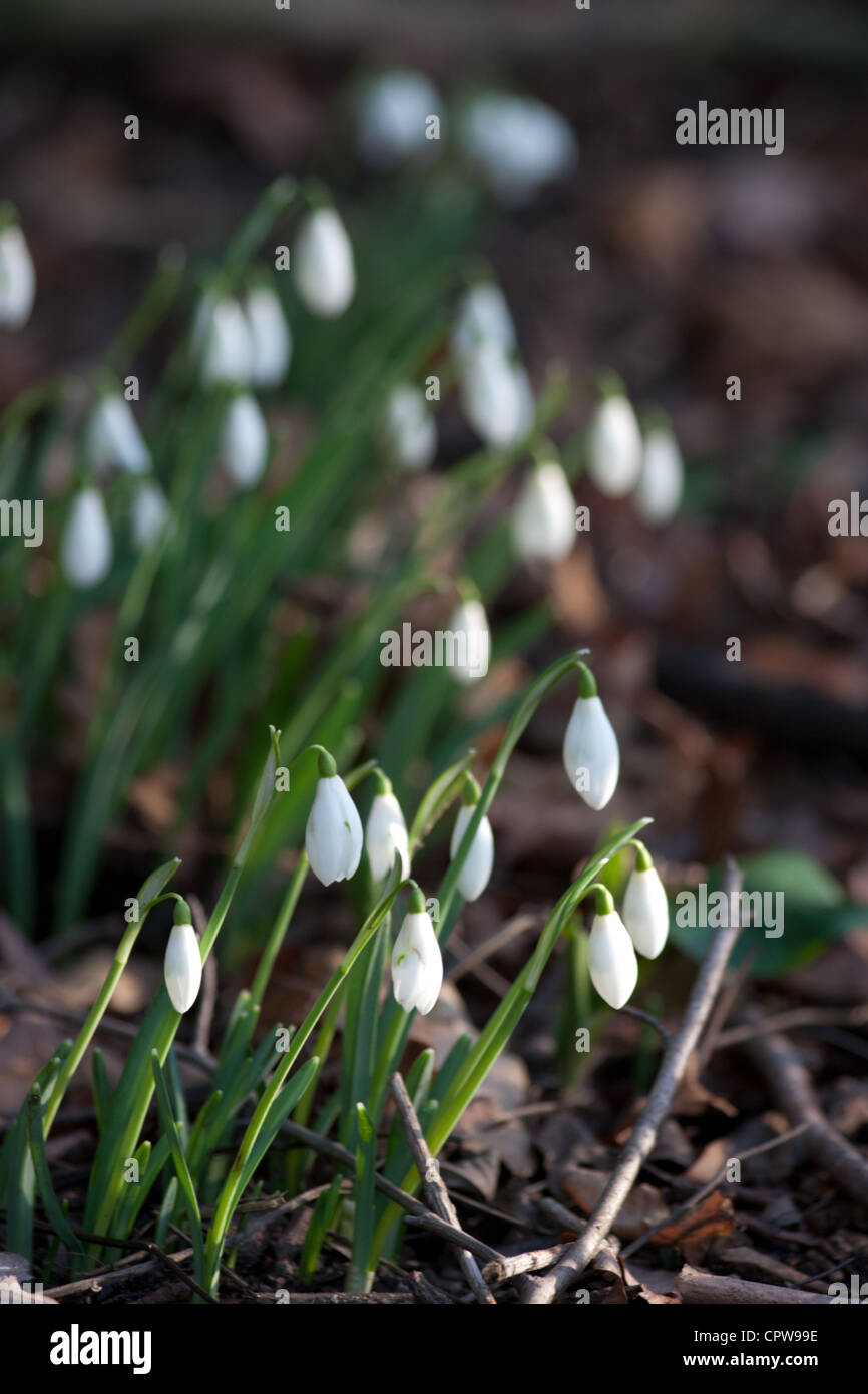 Flowers hanging their heads hi-res stock photography and images - Alamy