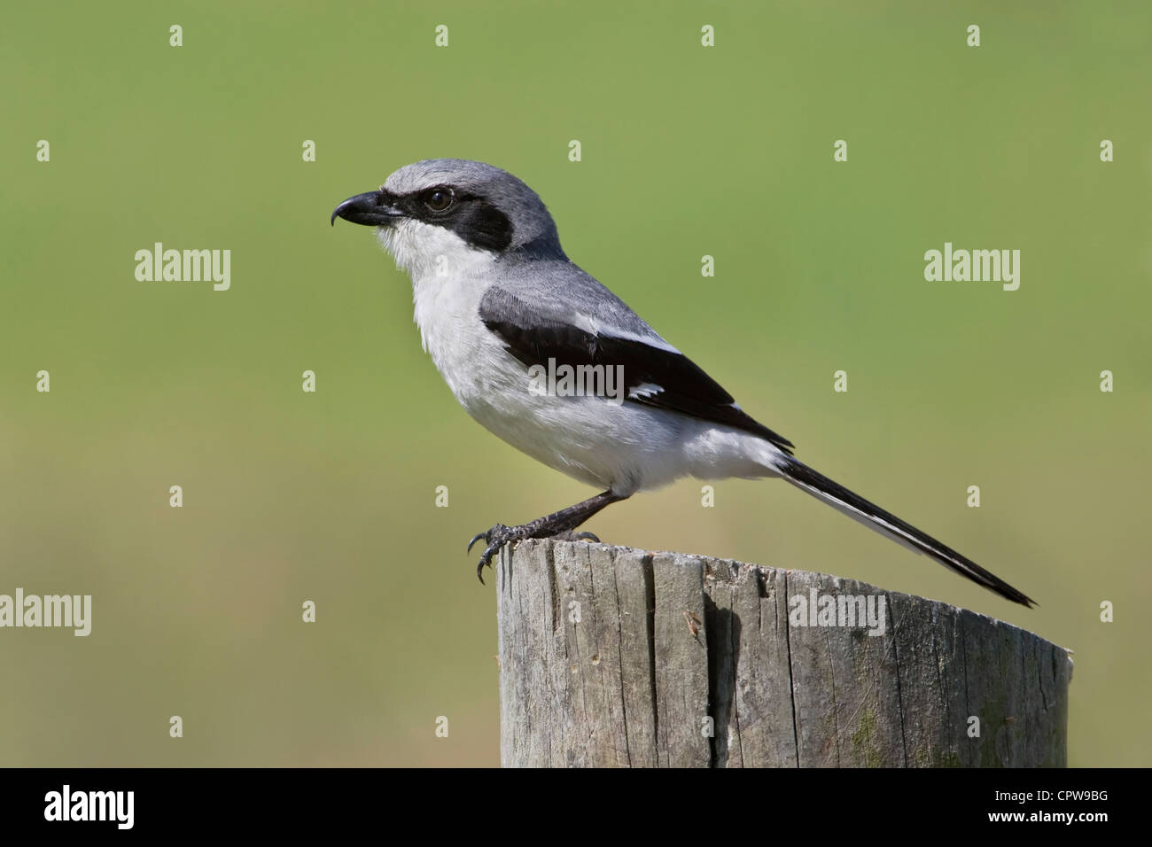 Loggerhead shrike butcher bird hi-res stock photography and images - Alamy