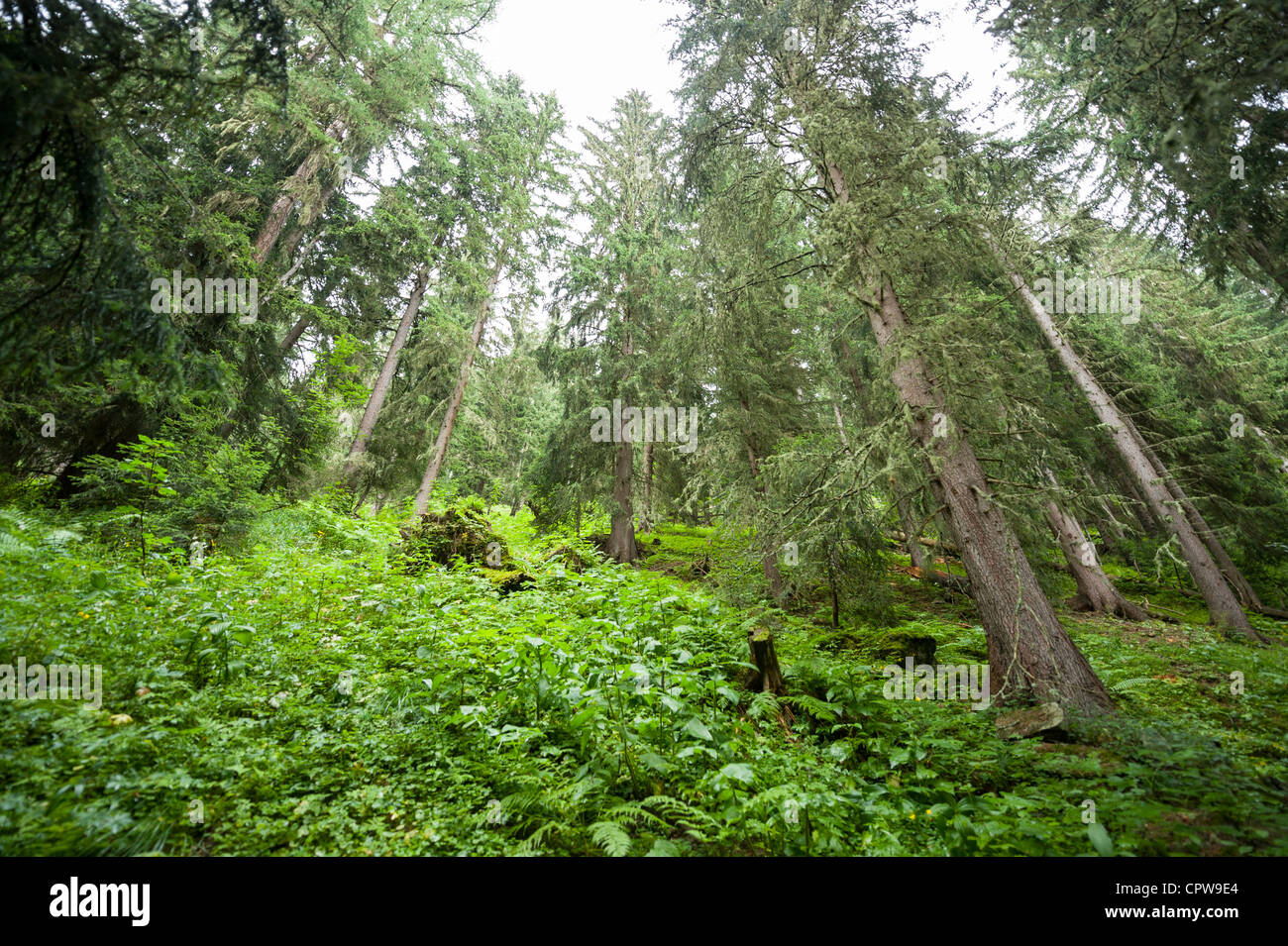 Above the forests hi-res stock photography and images - Alamy