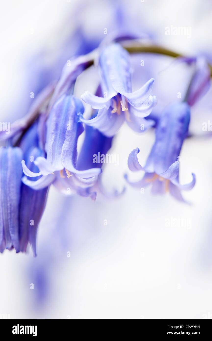 Uk bluebells abstract hi-res stock photography and images - Alamy