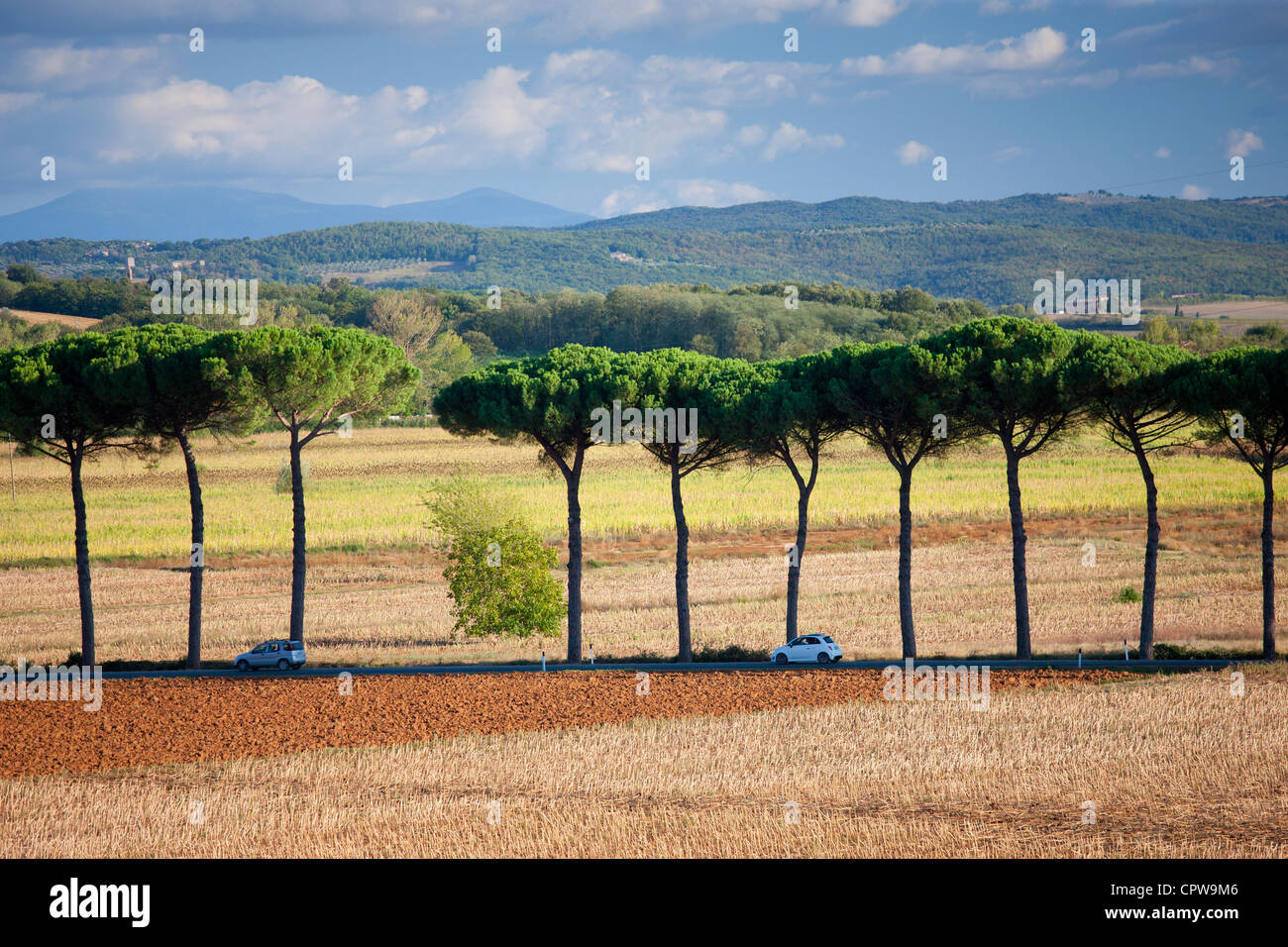 Umbrella pine trees at Sovicille near Siena in Tuscany, Italy Stock ...