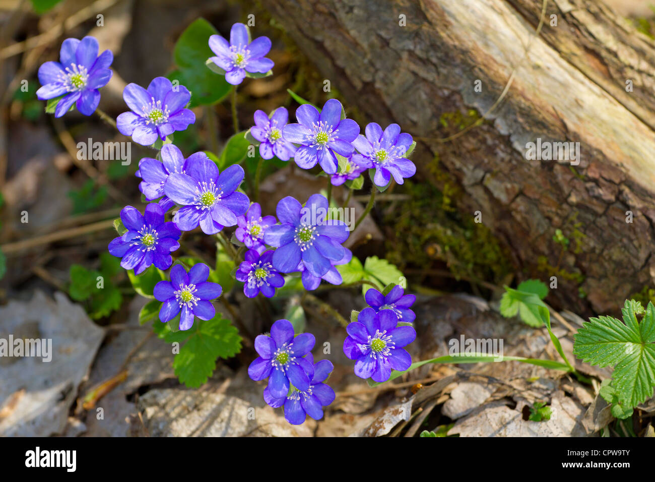 Blue flowers of Hepatica Nobilis close-up (Common Hepatica, liverwort ...