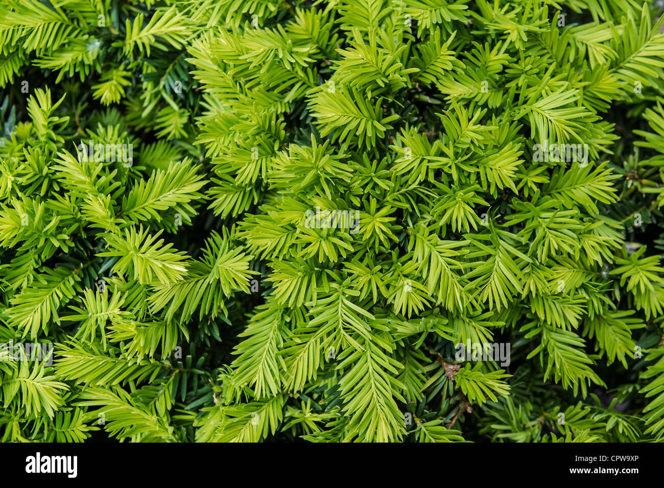New needles growing from bush in late spring Stock Photo - Alamy