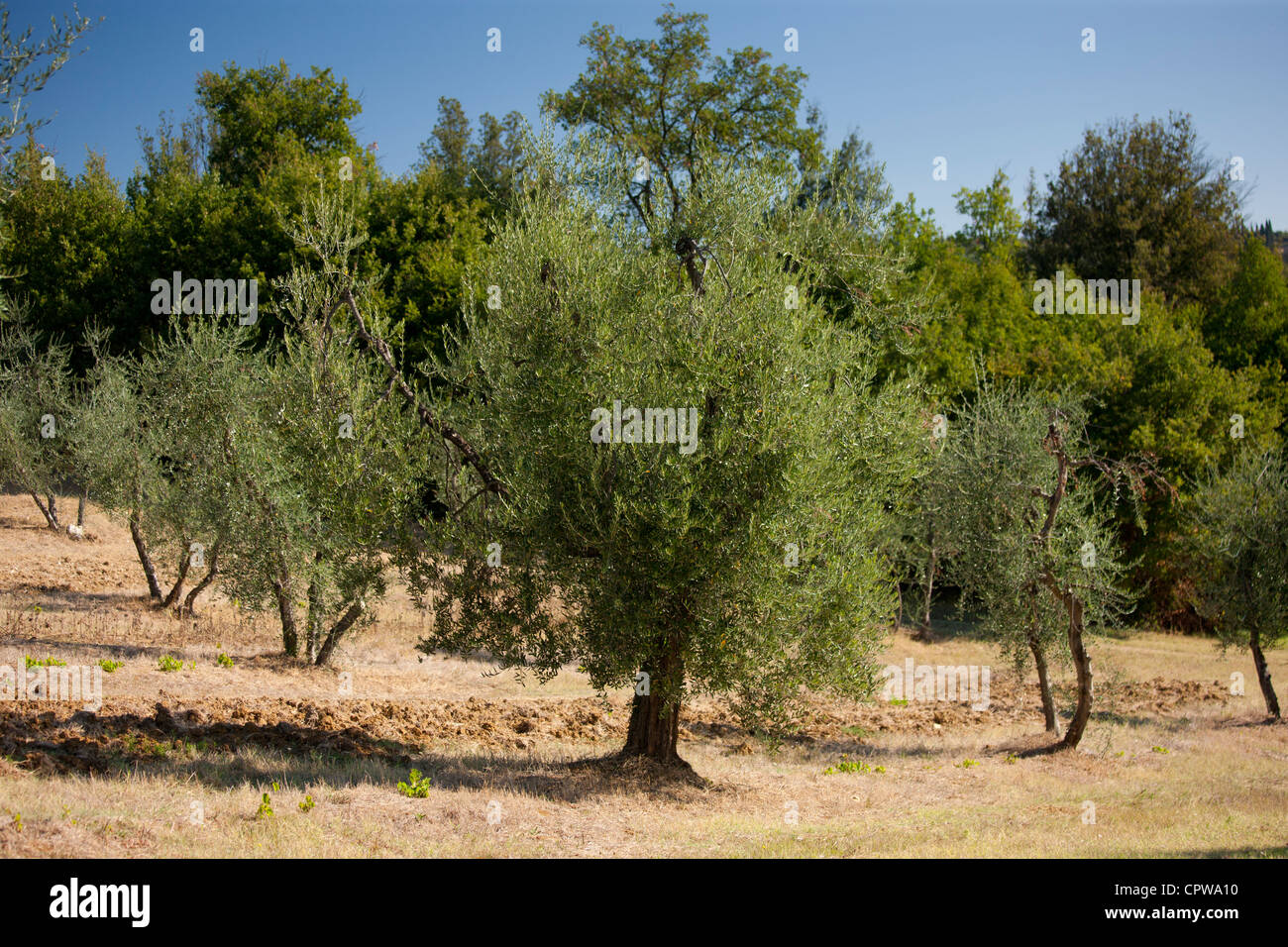 Olive trees hi-res stock photography and images - Alamy