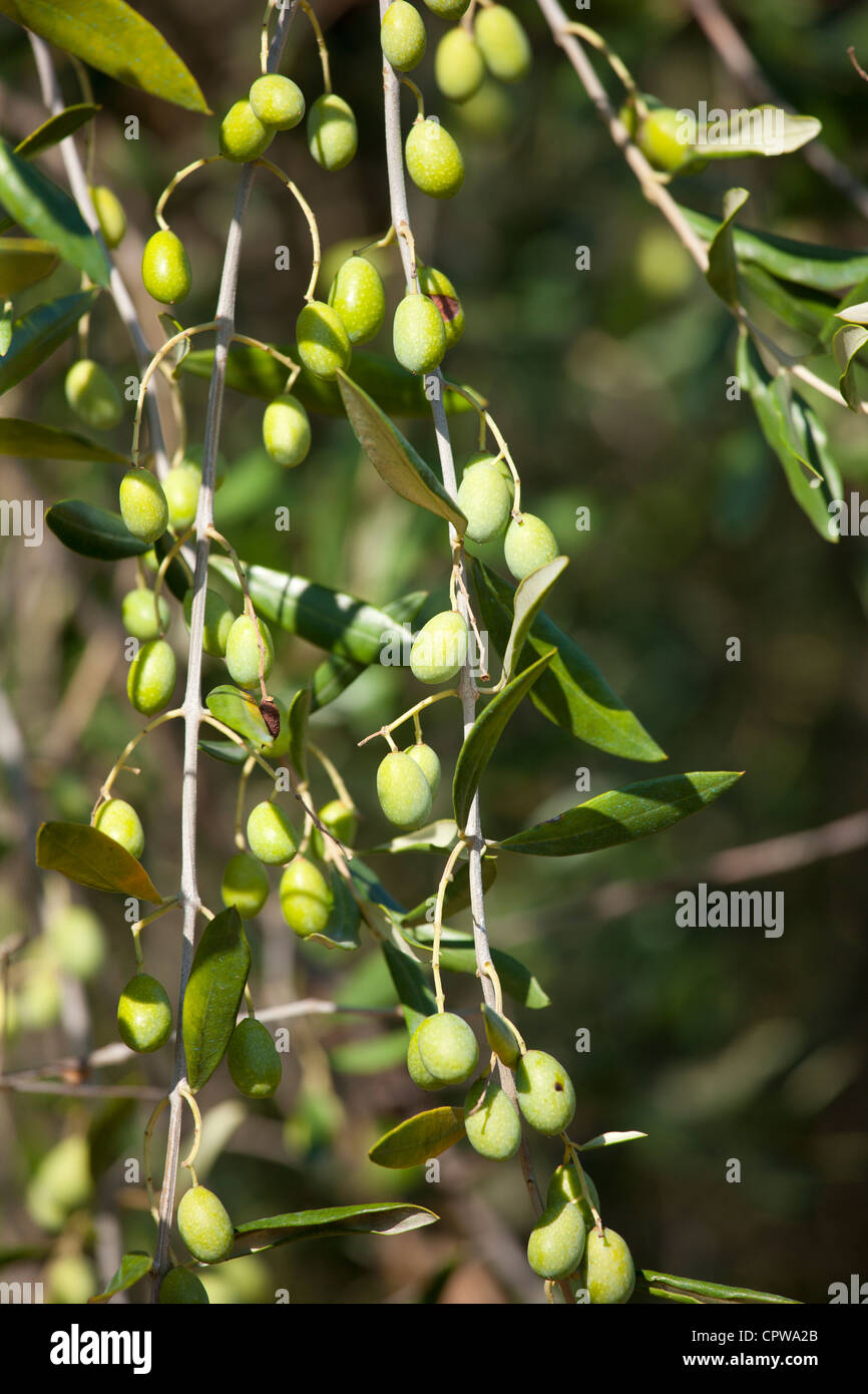 Italian trees hi-res stock photography and images - Alamy