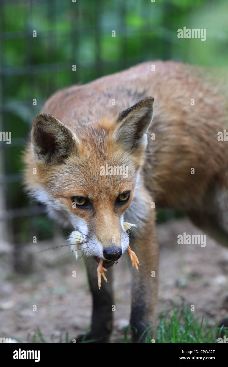 Chicken and Fox Stock Photo - Alamy