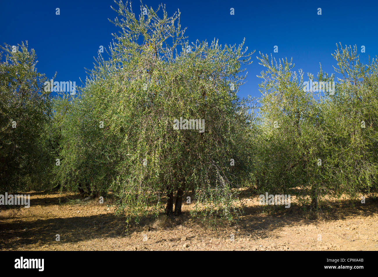 Italian trees hi-res stock photography and images - Alamy