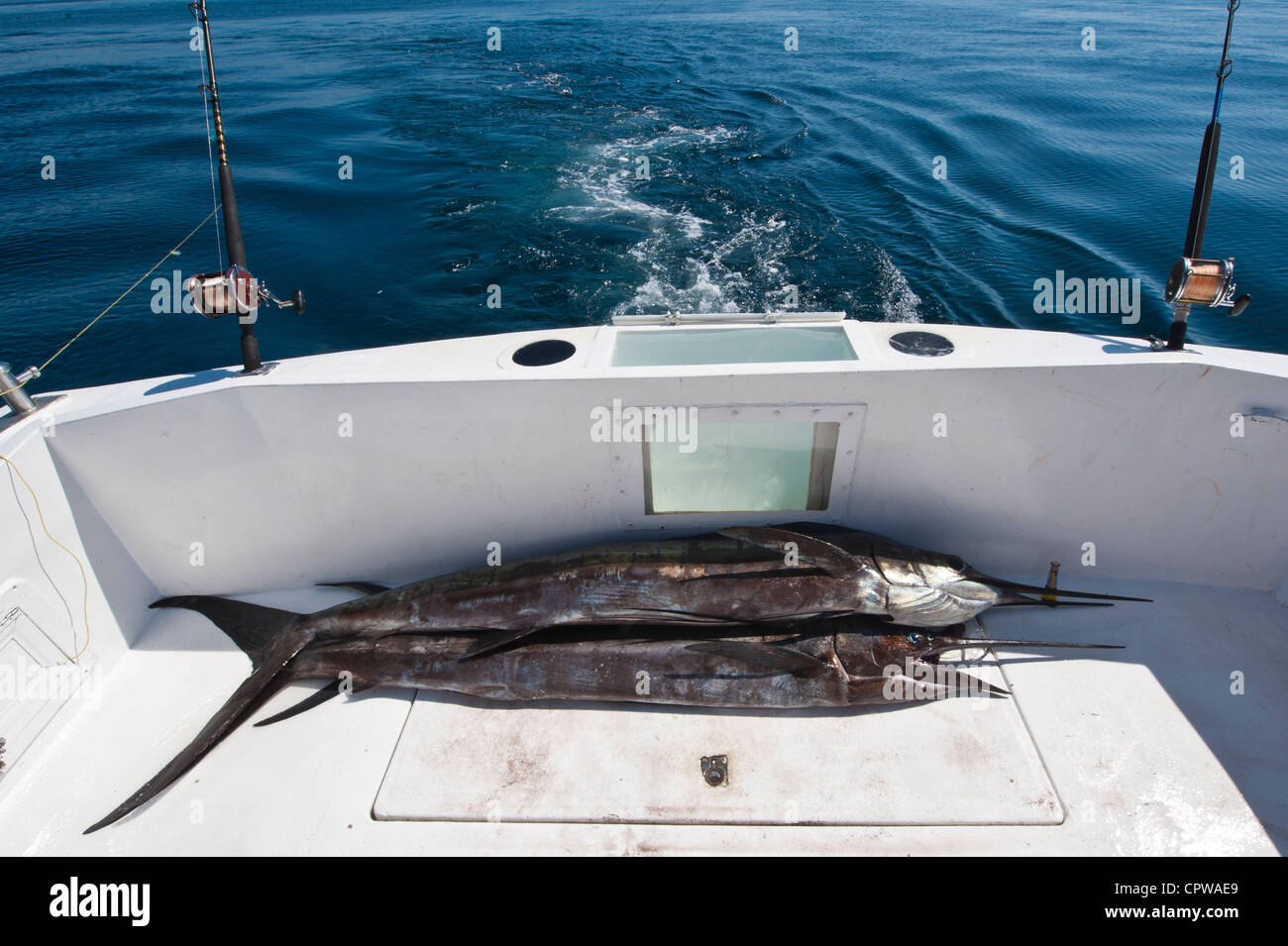 Mexico, Puerto Vallarta. Sailfish on deck of charter boat deep sea ...