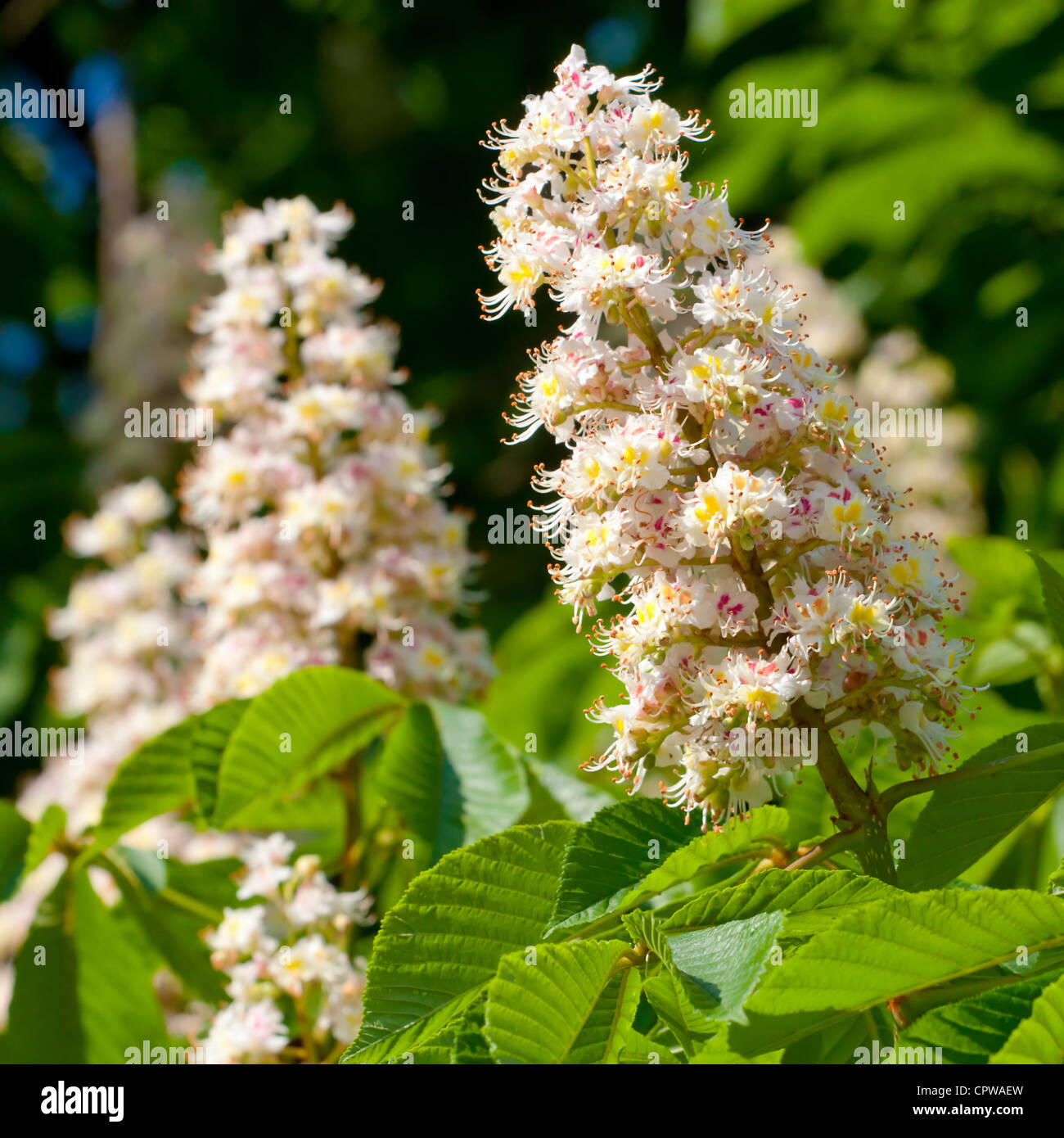 Spring chestnut chestnut blossom hi-res stock photography and images ...