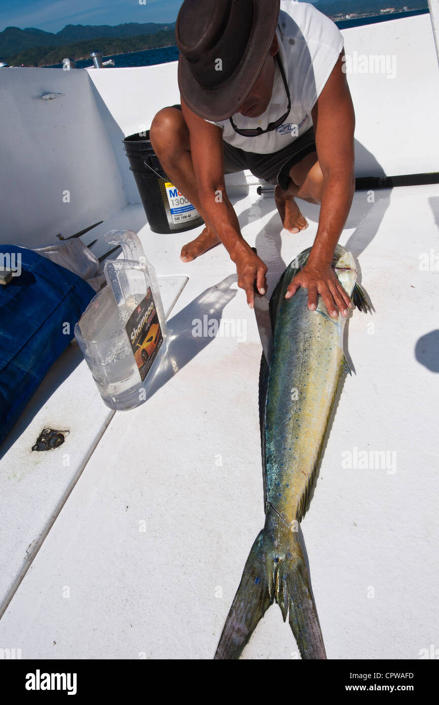 Crewman cleaning fish deep sea sportfishing dolphin fish or dorado ...