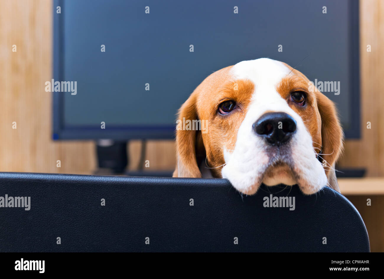 Dog computer hi-res stock photography and images - Alamy