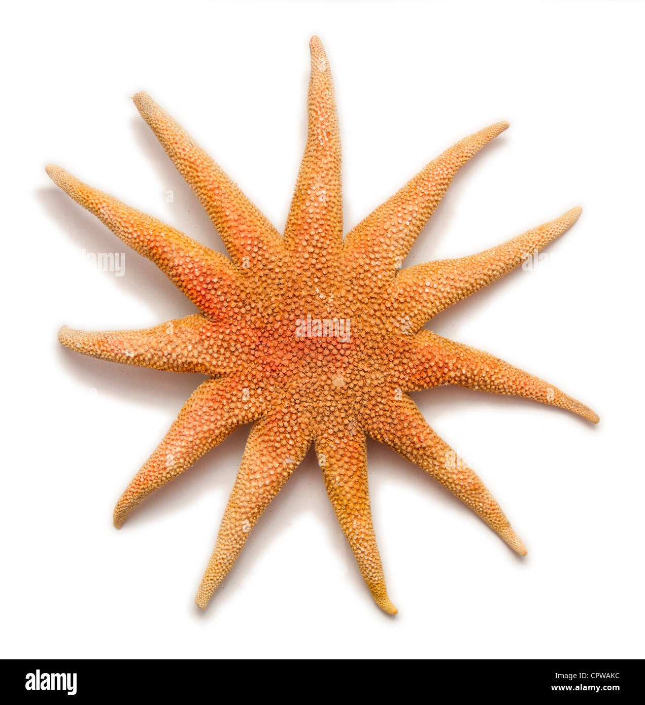 Isolated Orange starfish Stock Photo - Alamy