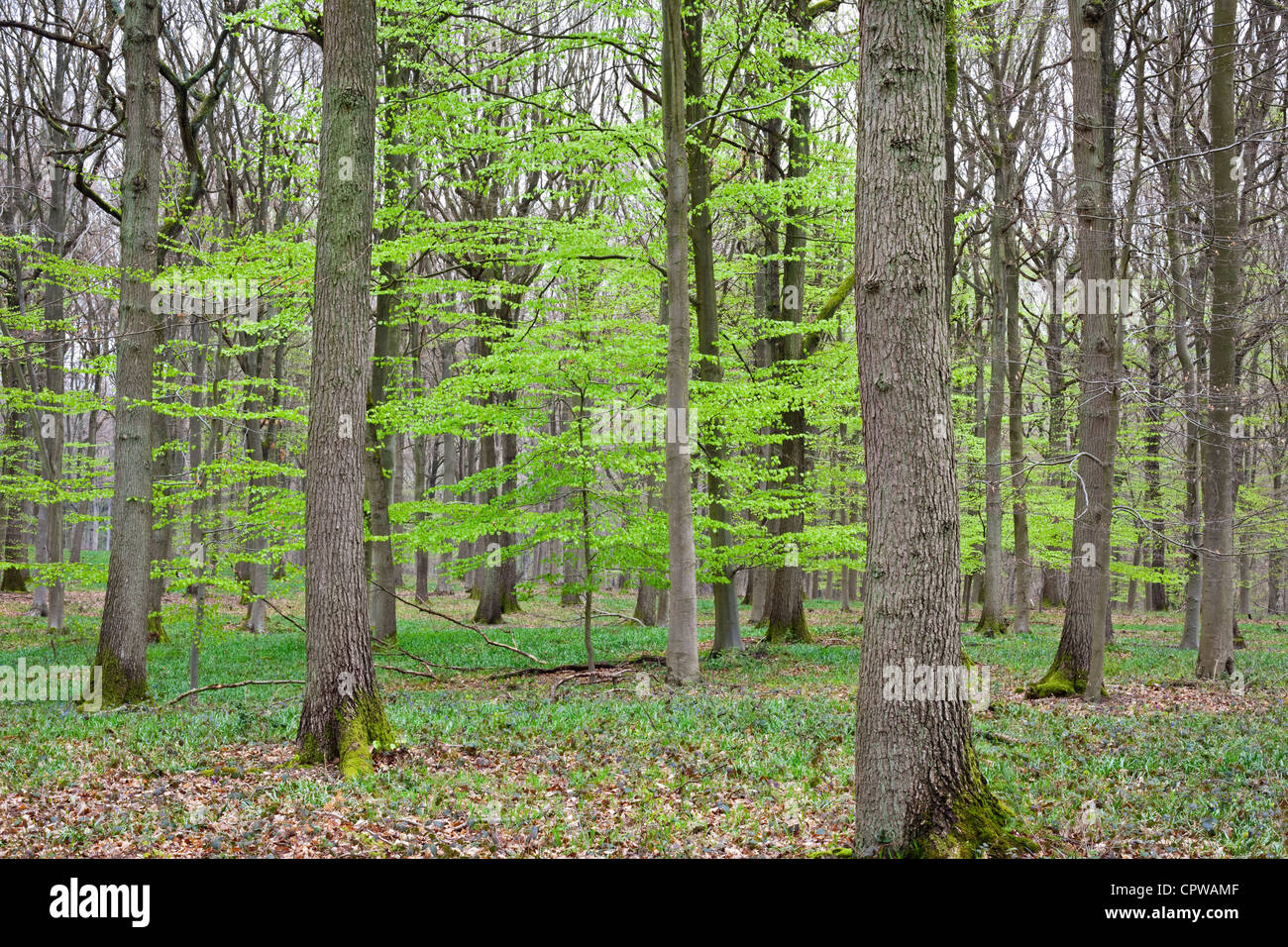 English oak woodland hi-res stock photography and images - Alamy