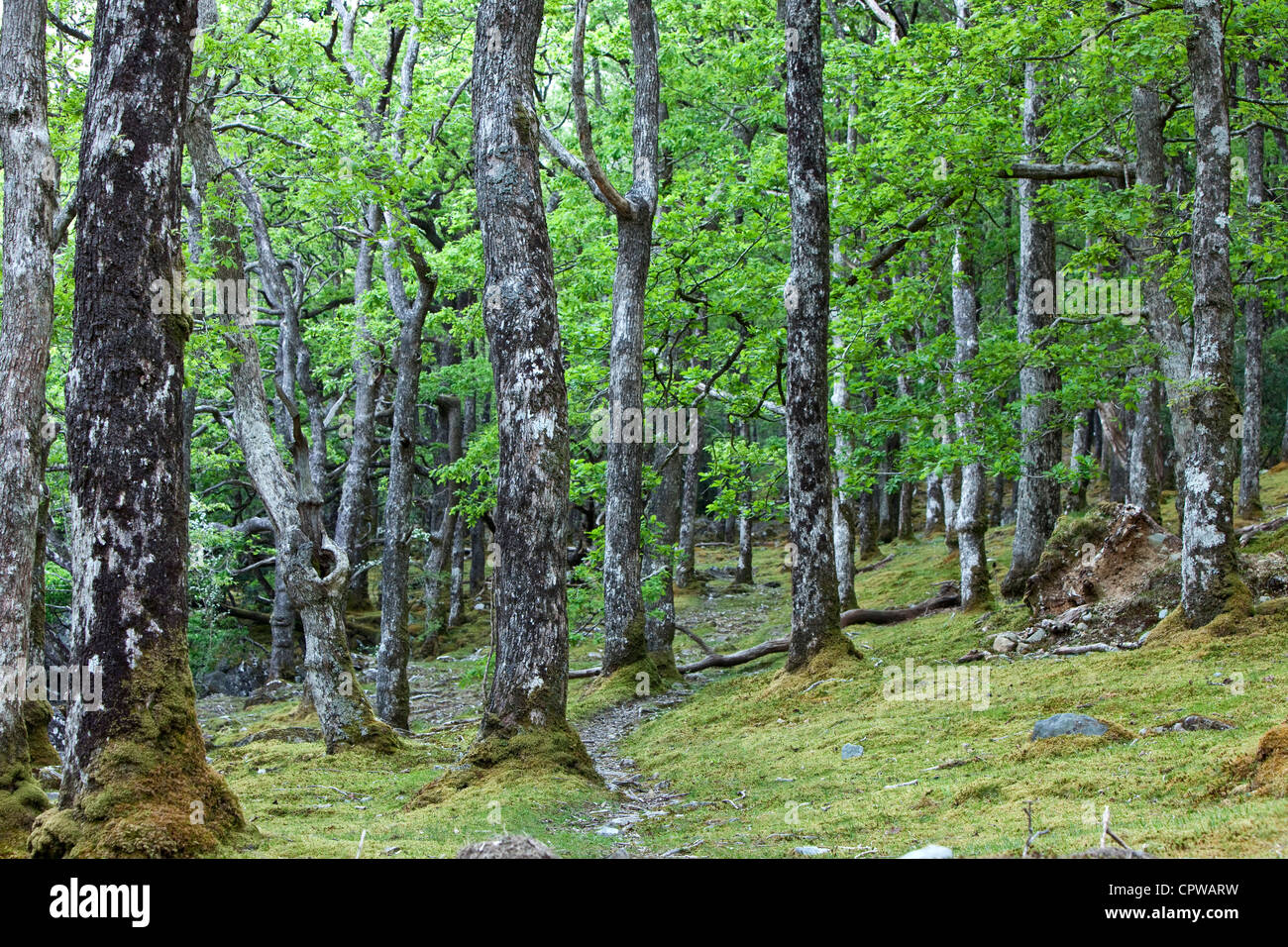 Springtime in a Welsh Oak woodland, North Wales, UK Stock Photo - Alamy