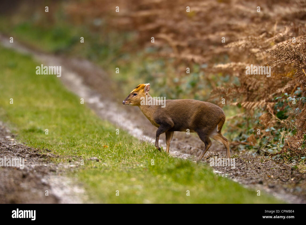 Novers hi-res stock photography and images - Alamy