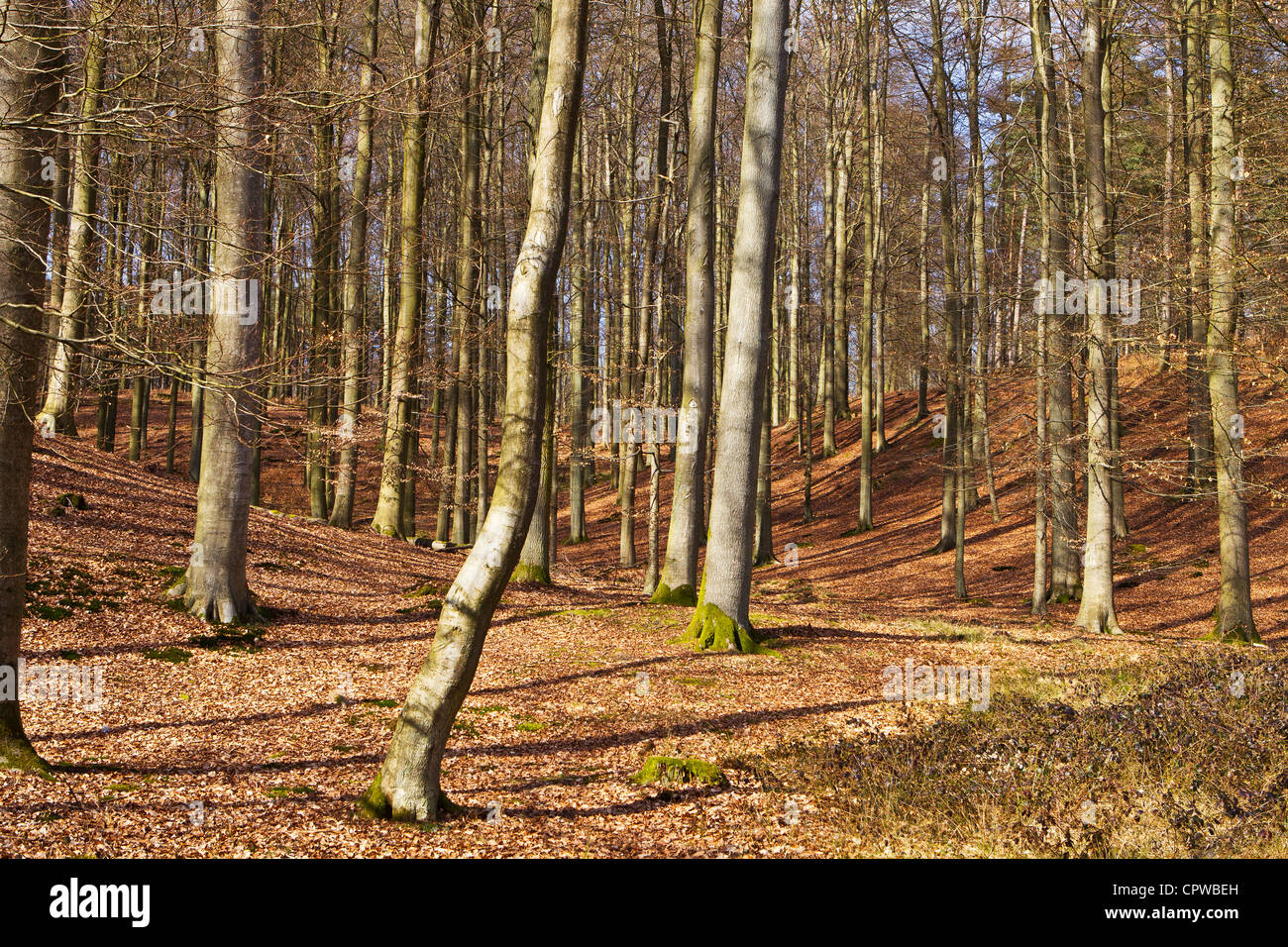 Beech wood hi-res stock photography and images - Alamy