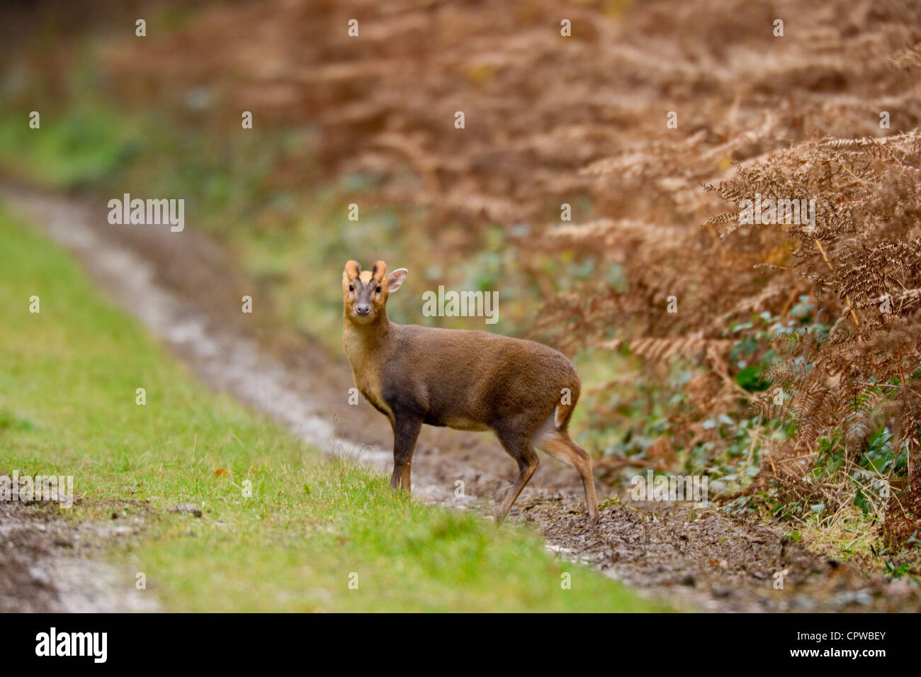 Reeves Muntjac (Muntiacus reevesi) crossing a woodland track in Norfolk ...