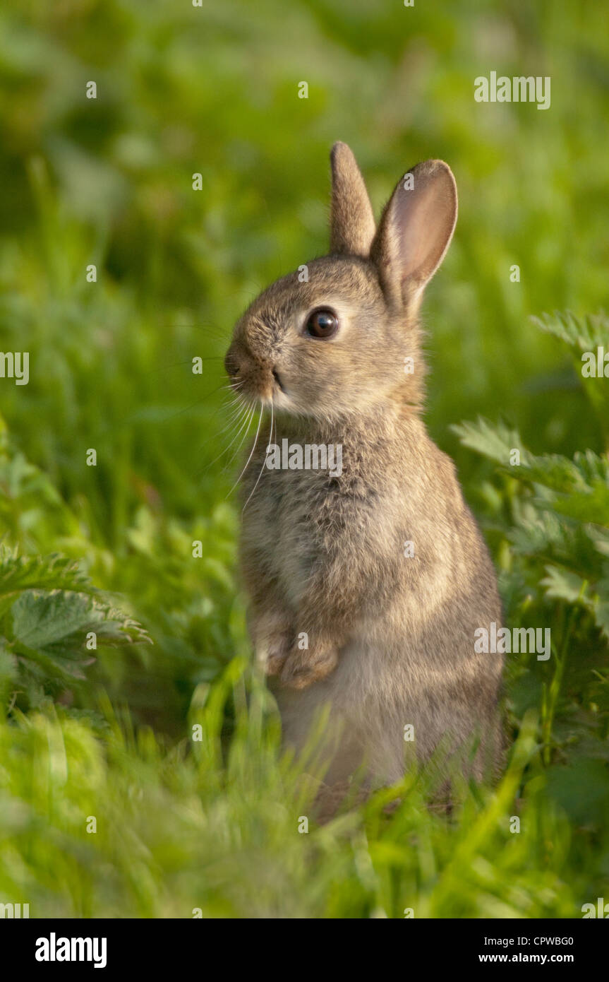 Young Rabbit(Oryctolagus cuniculus) sitting upright in the alert ...