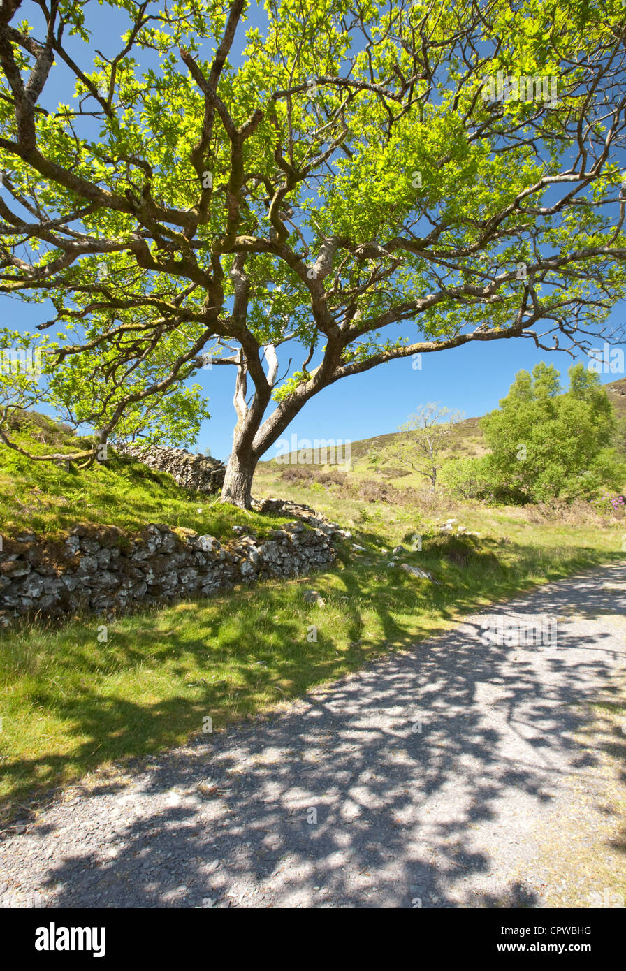 Oak tree oak hi-res stock photography and images - Alamy