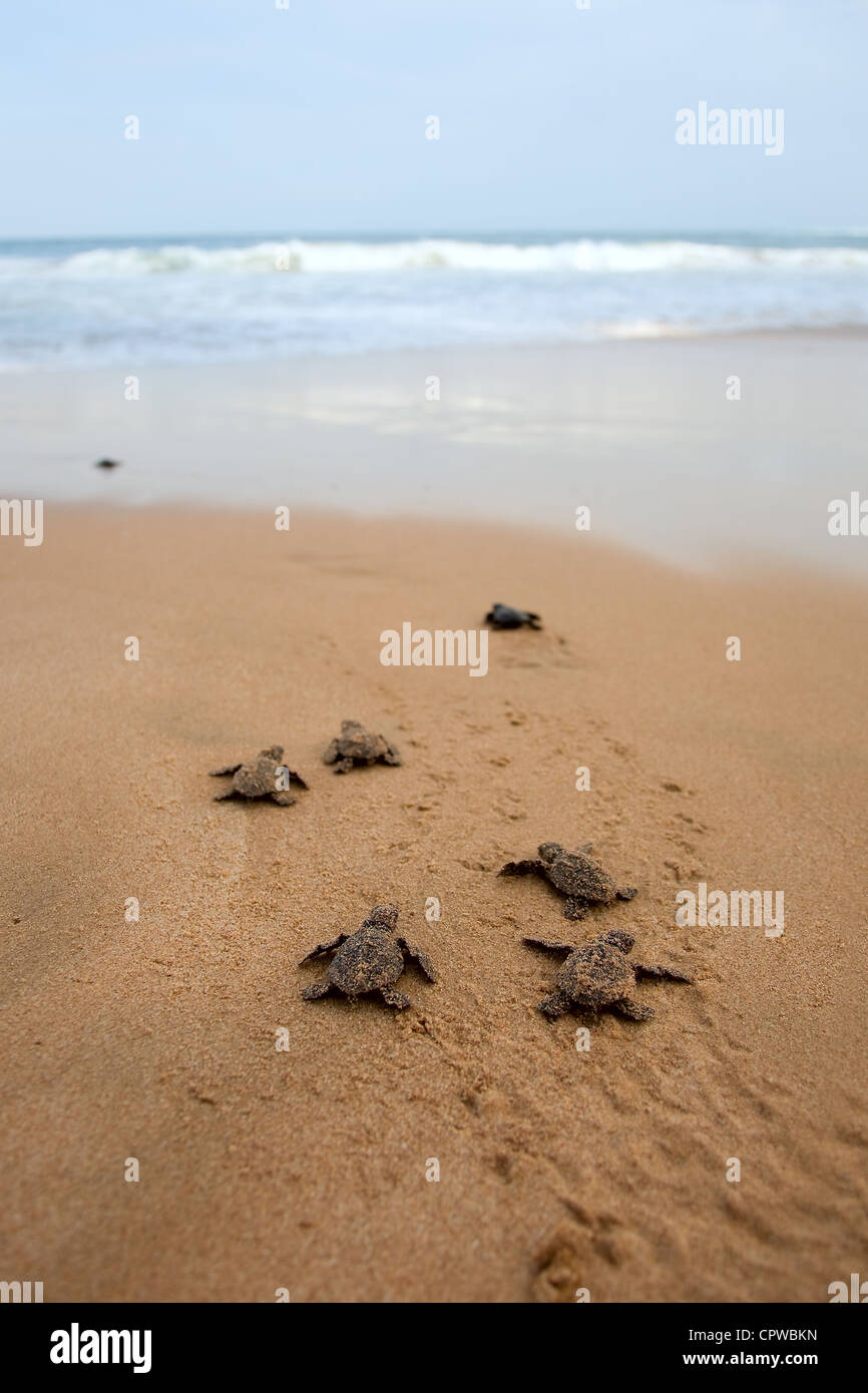 Baby sea turtles hi-res stock photography and images - Alamy