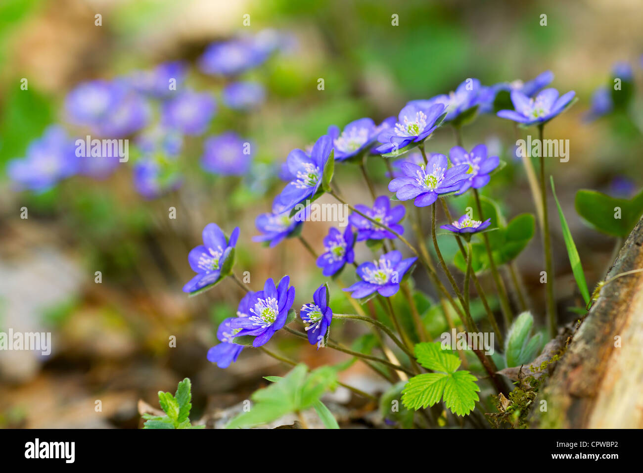 Blue flowers of Hepatica Nobilis close-up (Common Hepatica, liverwort ...