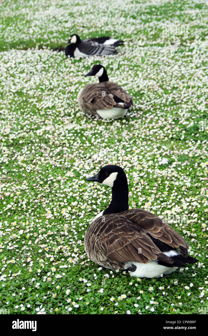 Canadian geese - Regent'a Park, London - England Stock Photo - Alamy
