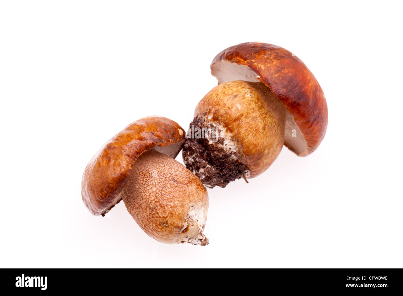 Two ceps hi-res stock photography and images - Alamy