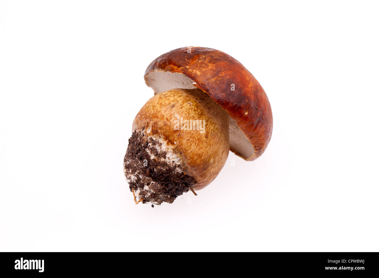 Porcino On White Stock Photo - Alamy