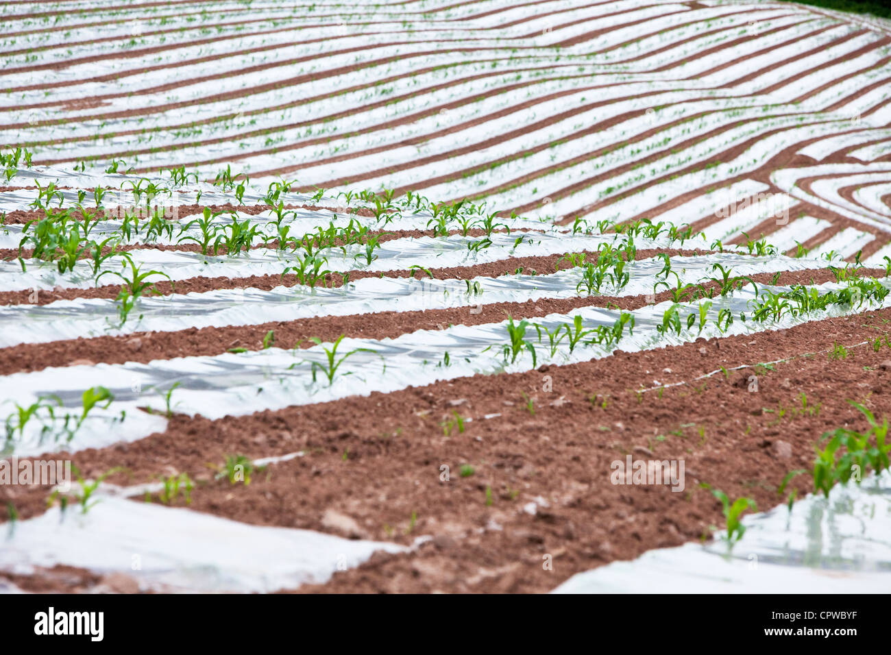 Farming under plastic hi-res stock photography and images - Alamy